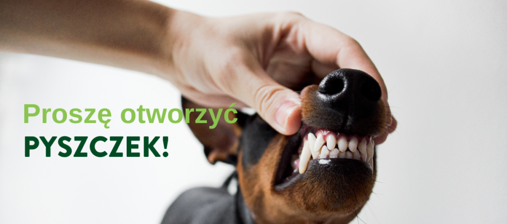 Zdrowe zęby i dziąsła psa - jak wyglądają? - Blog Acana Polska
